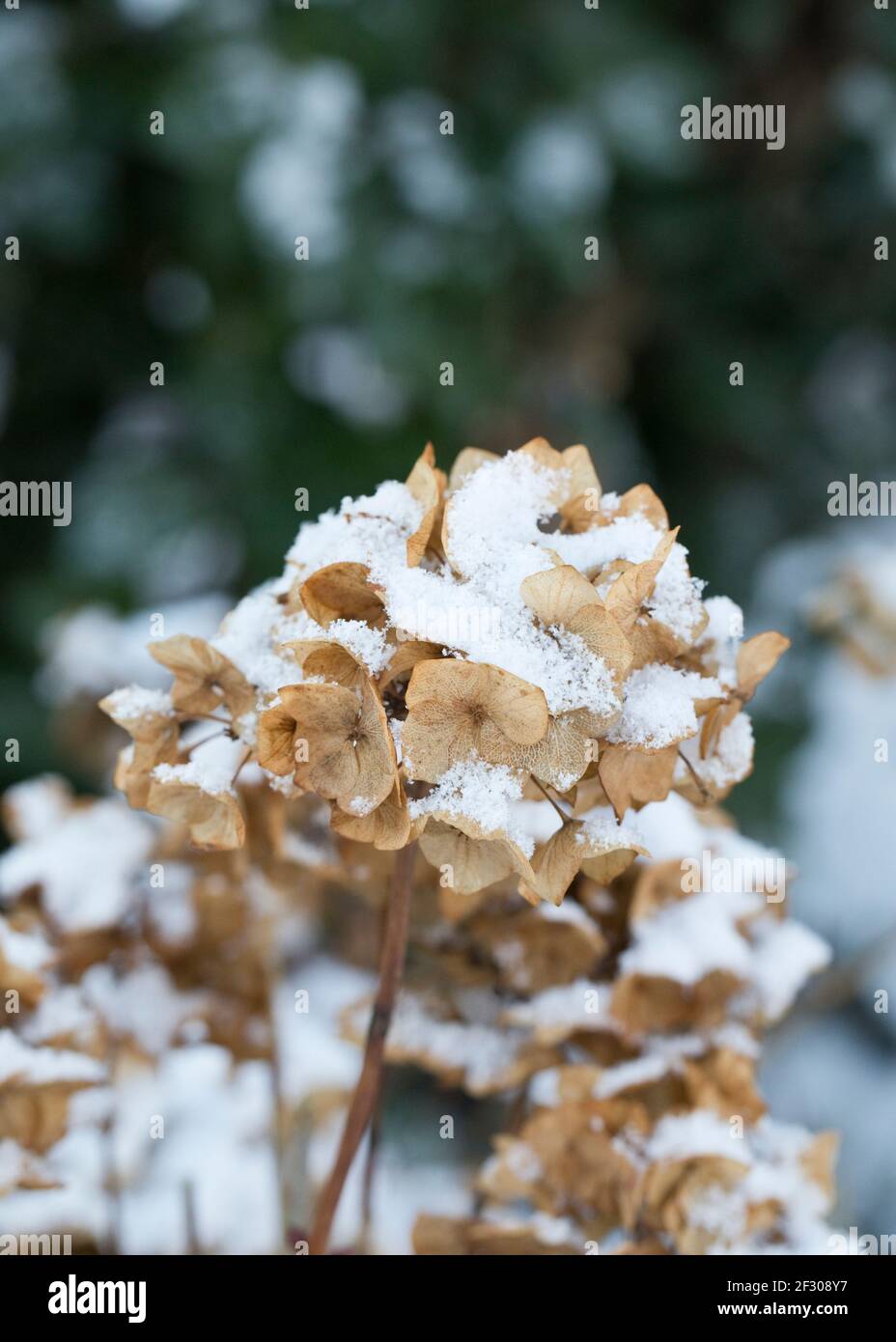Hydrangea flower head in winter, covered in soft snow, England, United ...