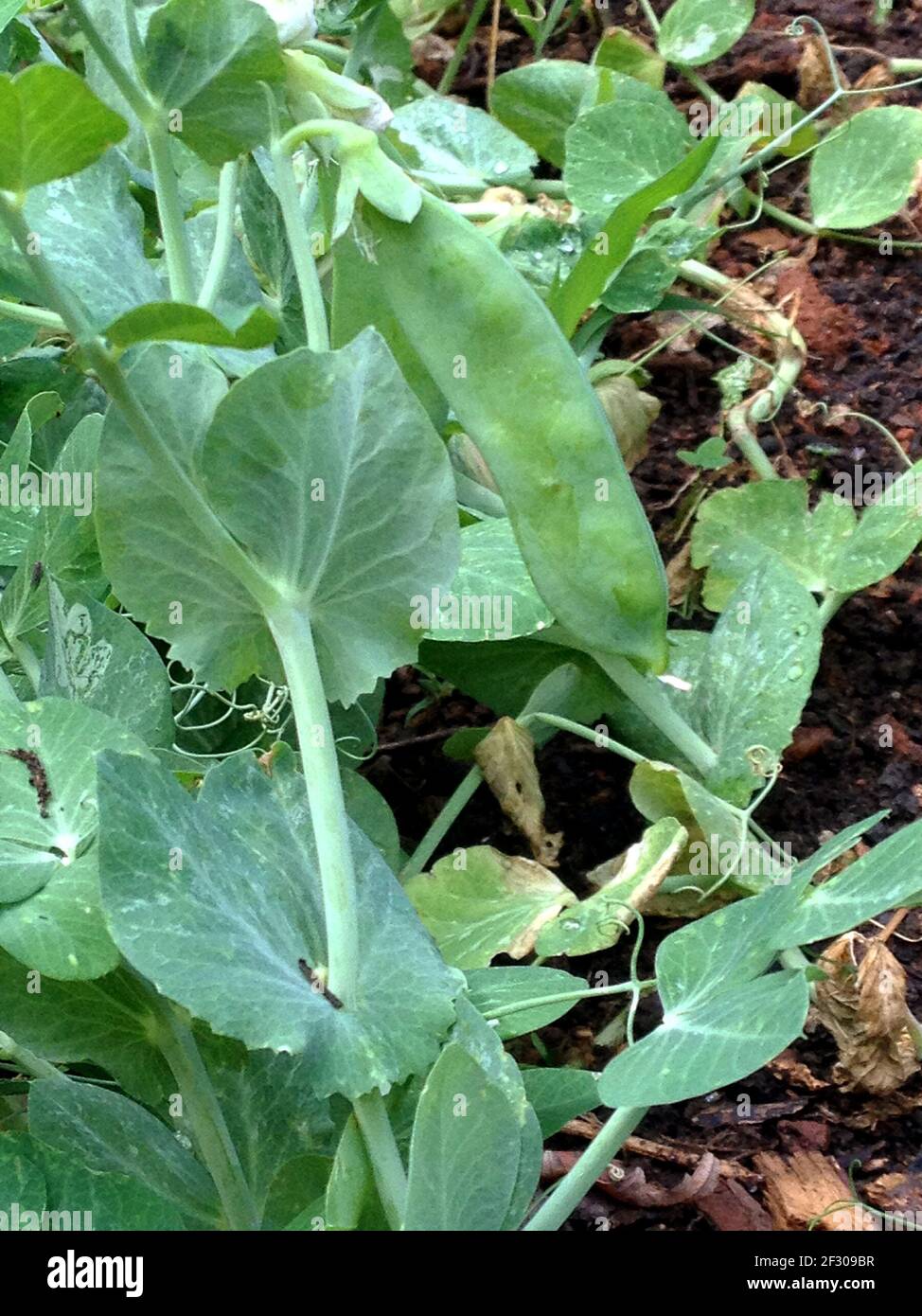 Peas pisum sativum legumes hi-res stock photography and images - Alamy