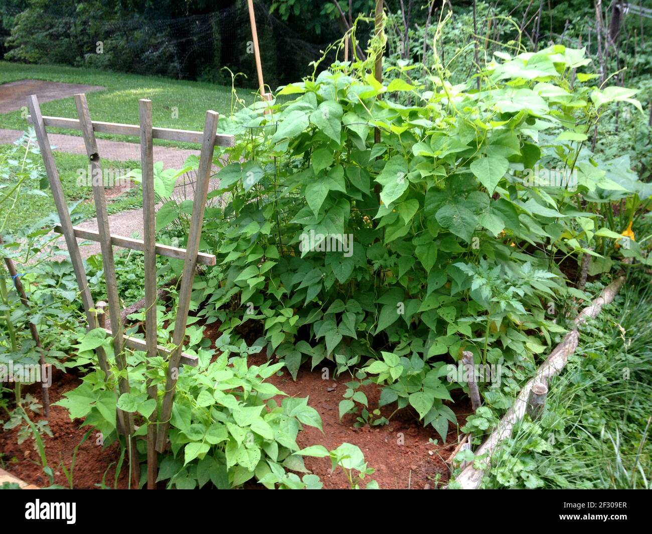 Bean support hi-res stock photography and images - Alamy