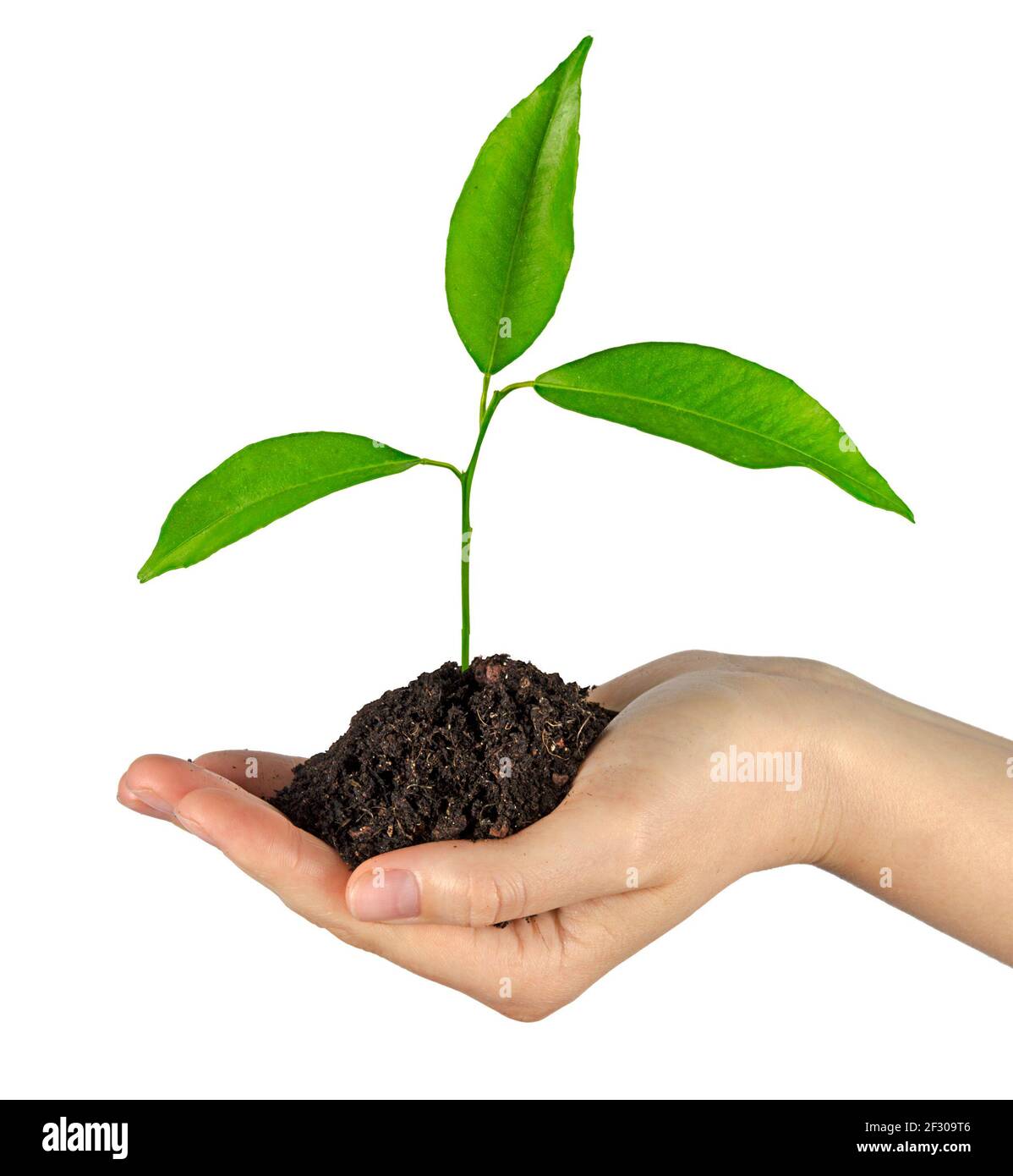 Tree growing from soil in hand Stock Photo - Alamy