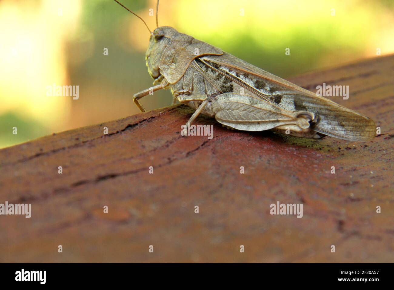 Locusts close up hi-res stock photography and images - Alamy