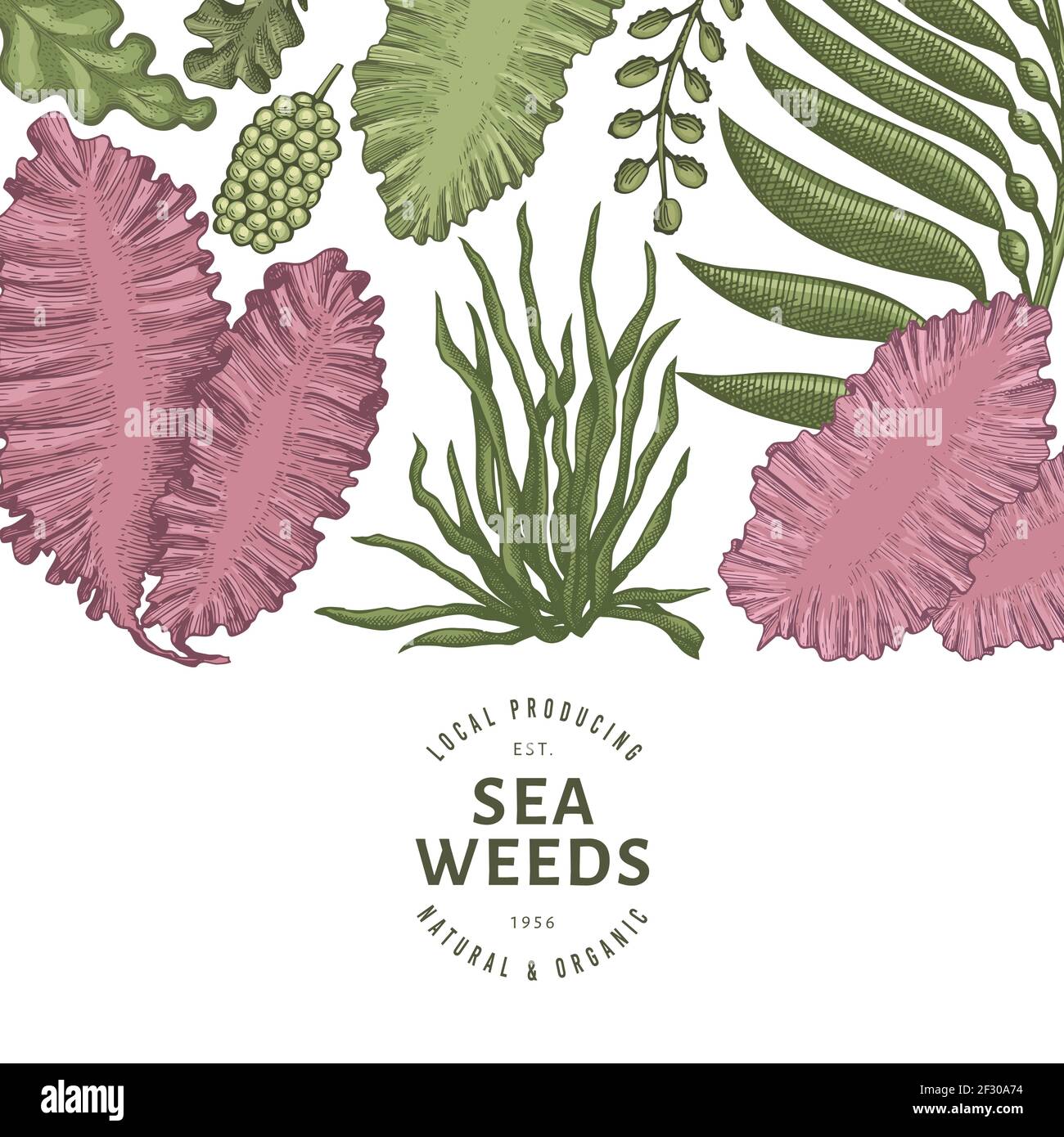 Seaweed color design template. Hand drawn vector seaweeds illustration ...