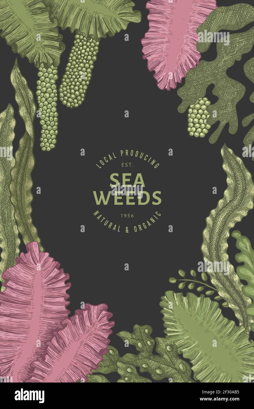 Seaweed color design template. Hand drawn vector seaweeds illustrations ...