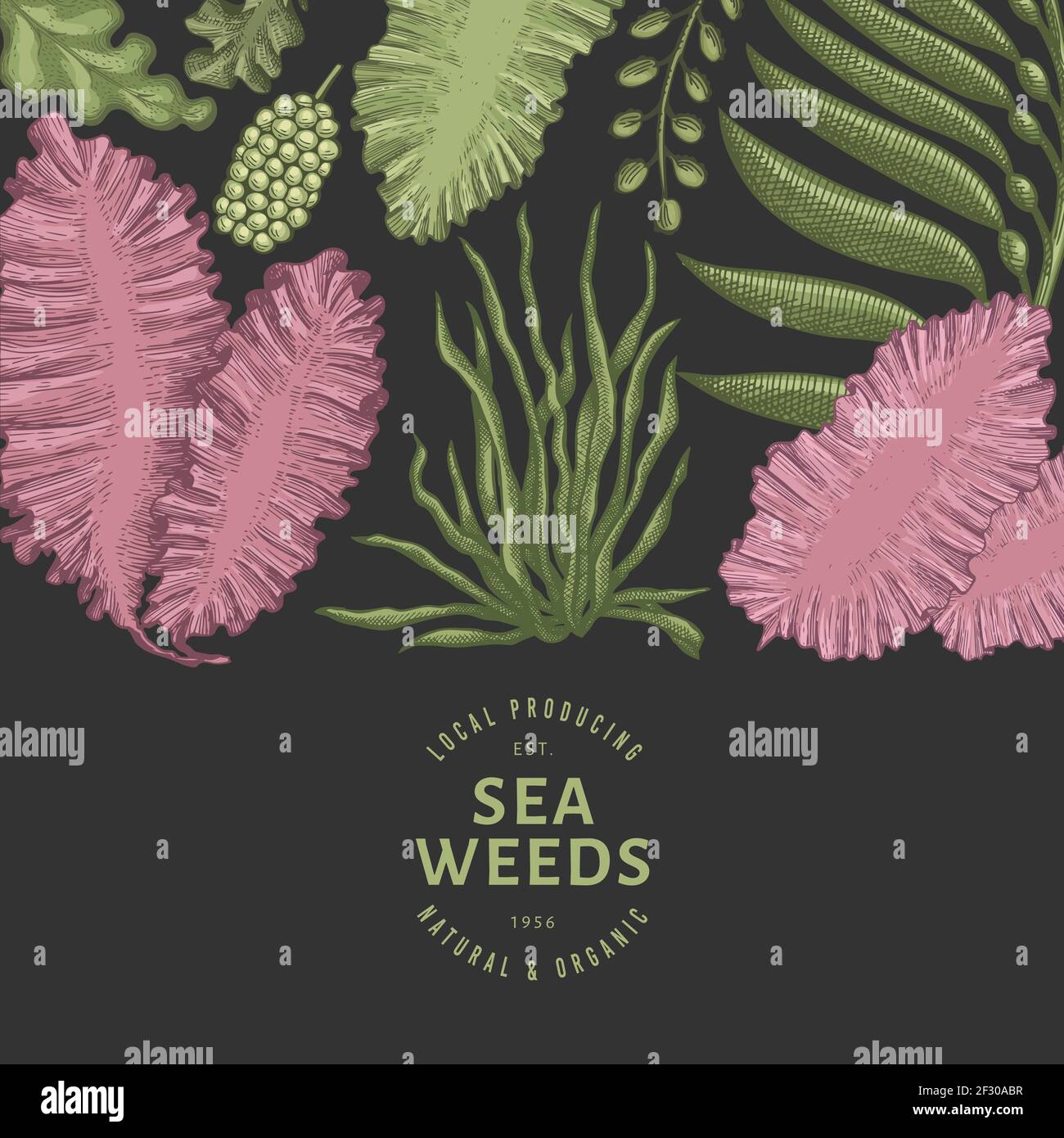 Seaweed color design template. Hand drawn vector seaweeds illustrations ...
