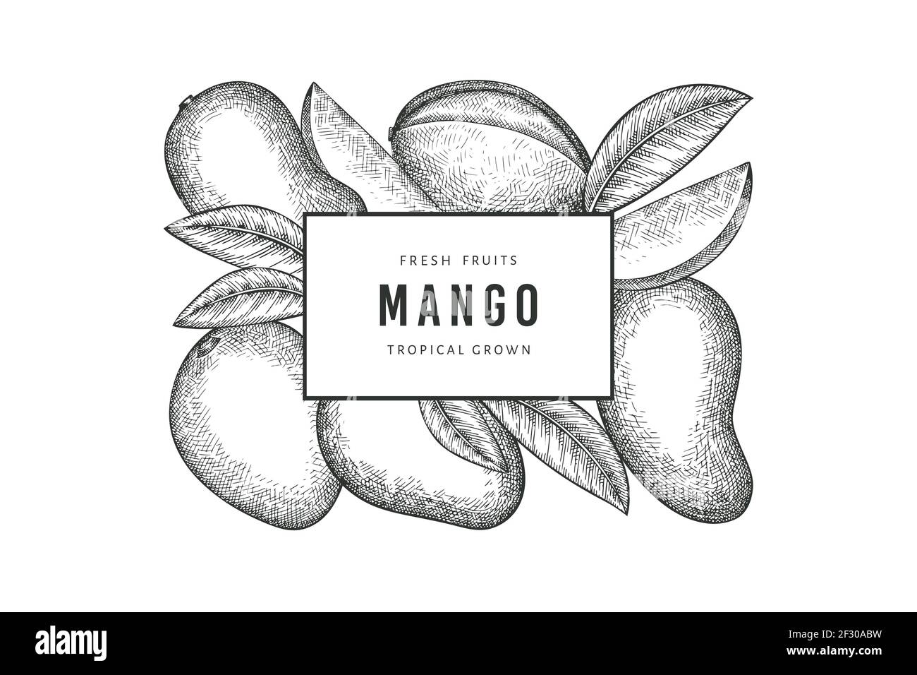 Hand drawn sketch style mango banner. Organic fresh fruit vector ...