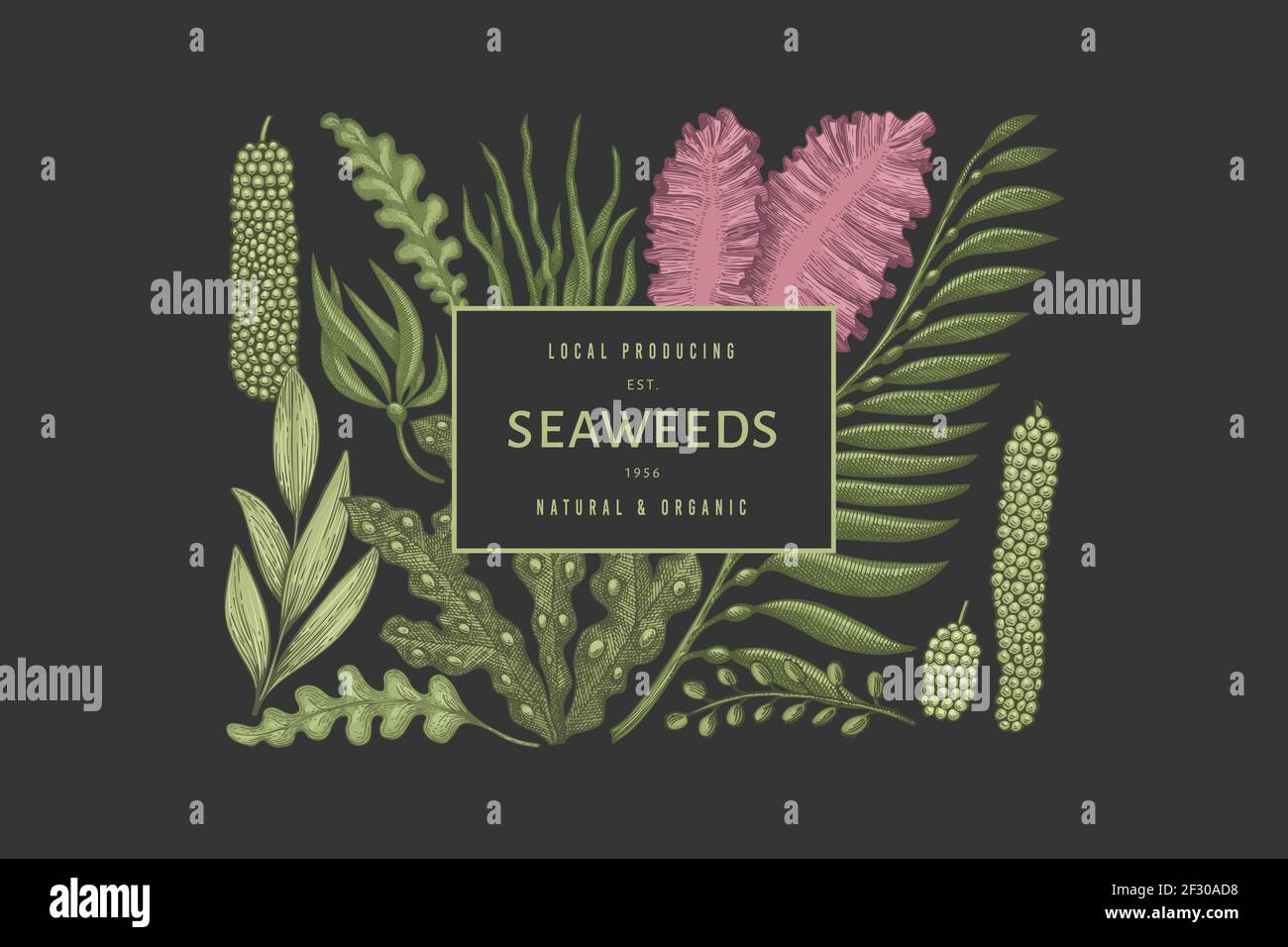 Seaweed color design template. Hand drawn vector seaweeds illustrations ...