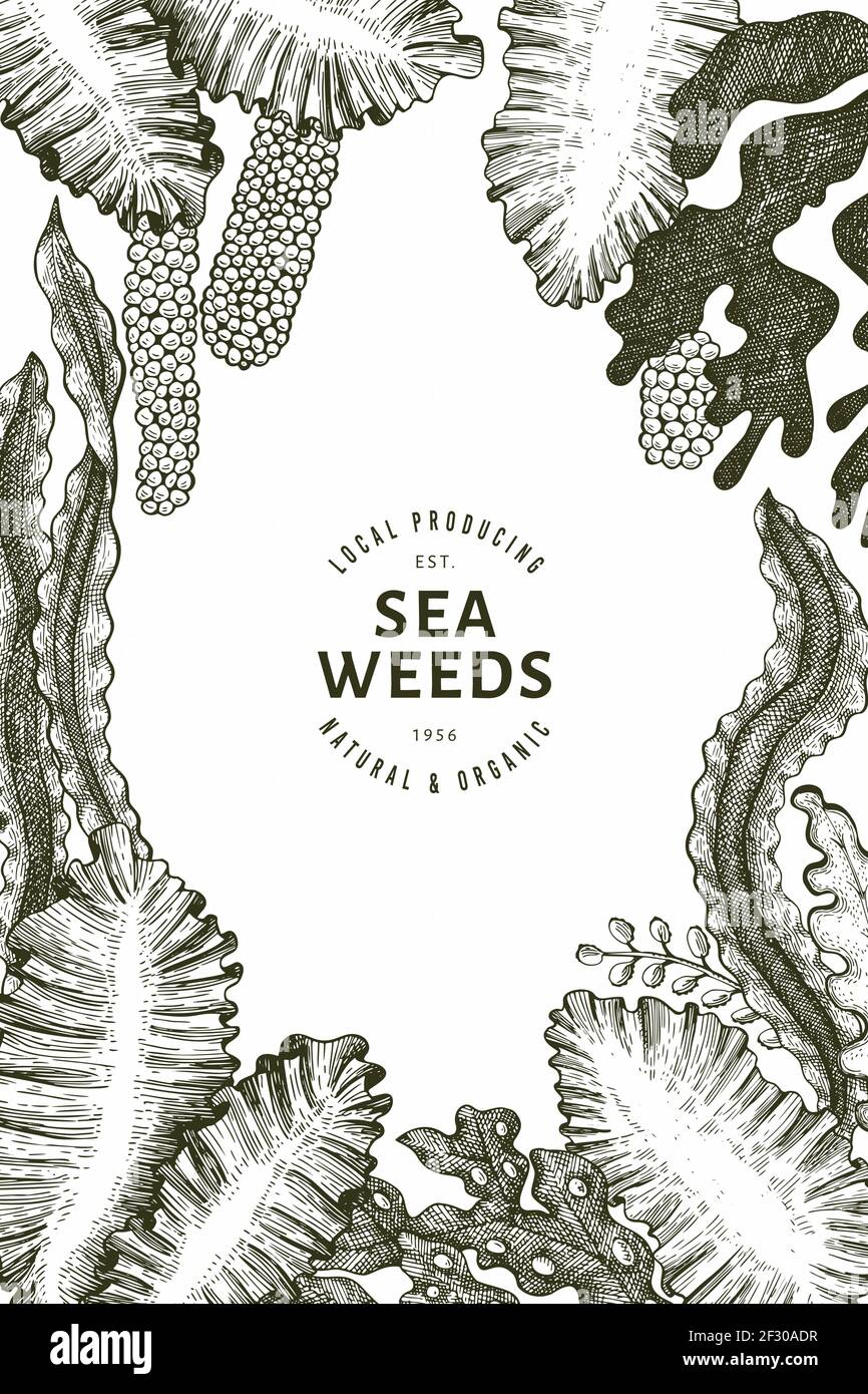Seaweed design template. Hand drawn vector seaweeds illustration ...