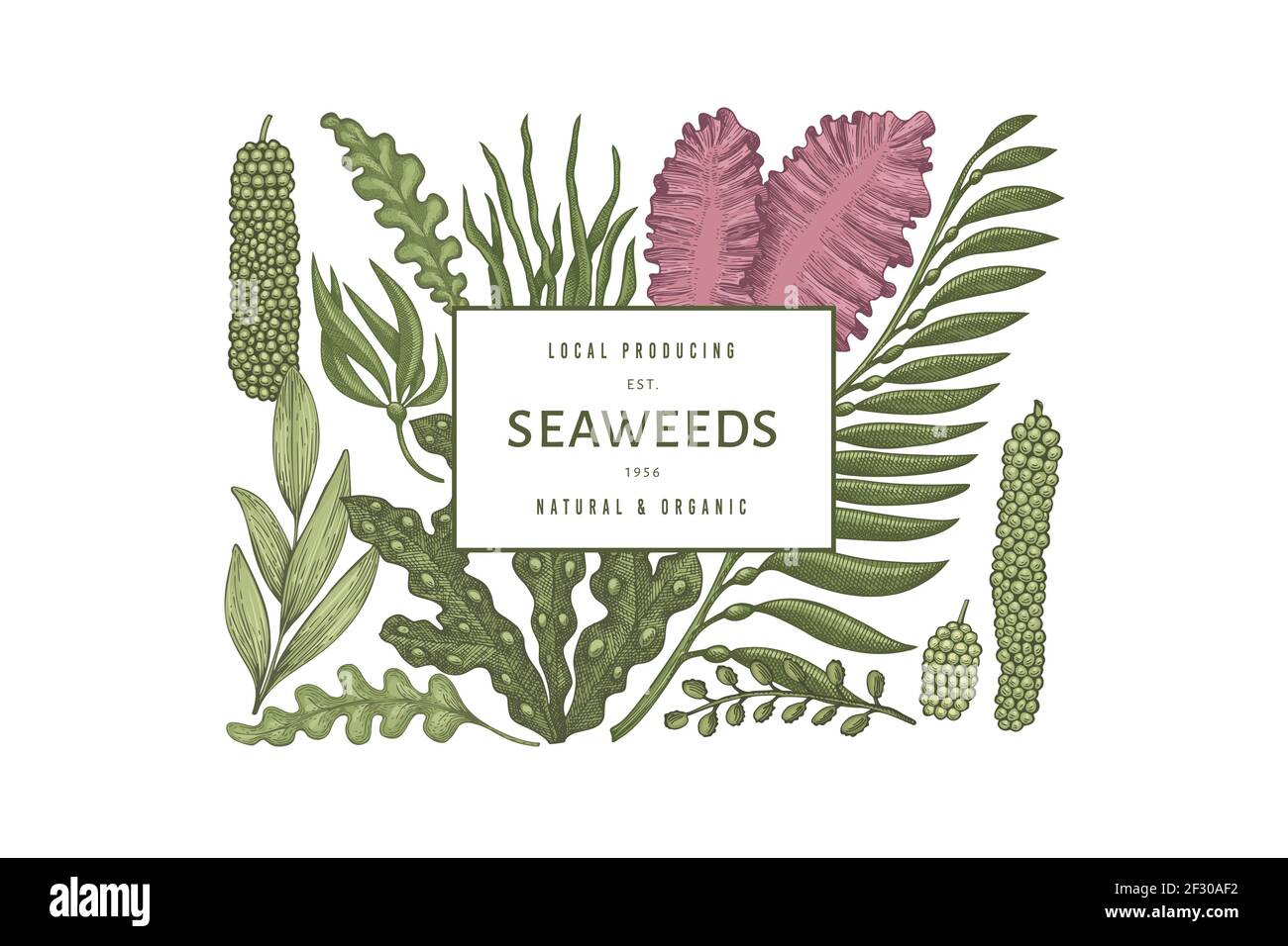 Seaweed color design template. Hand drawn vector seaweeds illustration ...