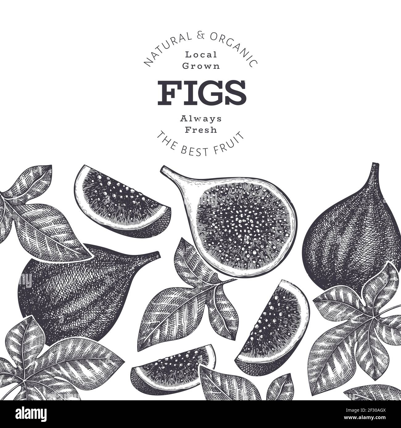 Hand drawn fig fruits design template. Organic fresh food vector ...