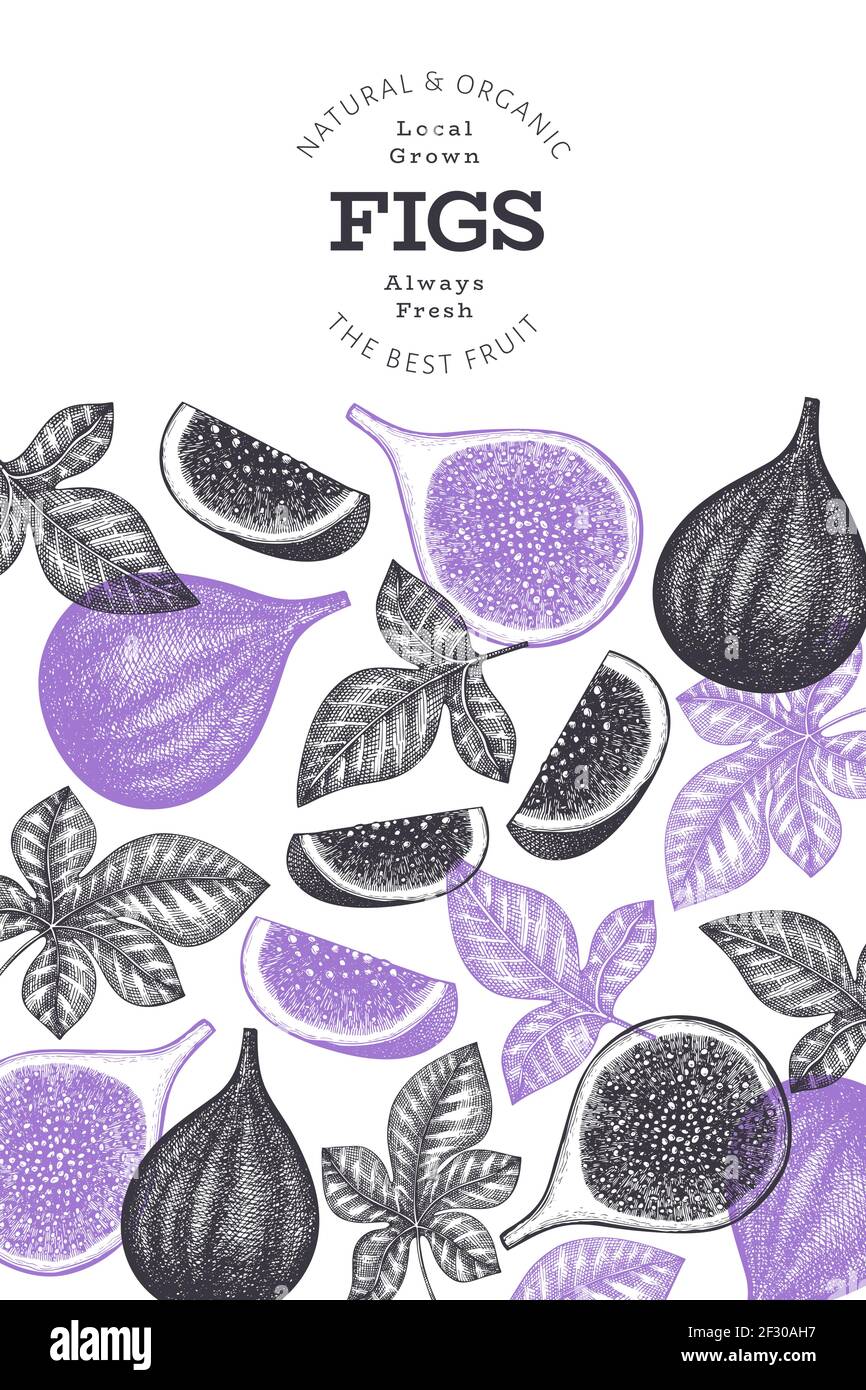 Hand drawn fig fruits design template. Organic fresh food vector ...