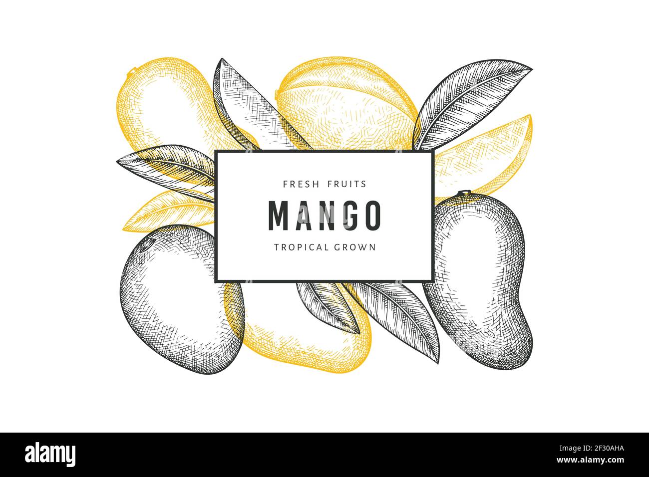 Hand drawn sketch style mango banner. Organic fresh fruit vector ...