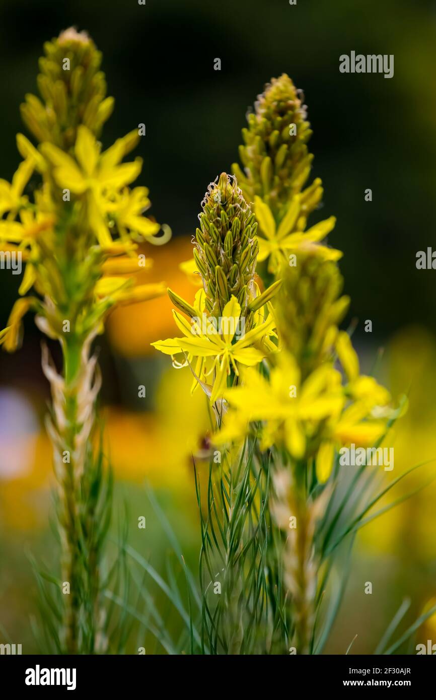 Yellow flowers of Bulbine lily (Bulbine bulbosa) in the garden Stock ...