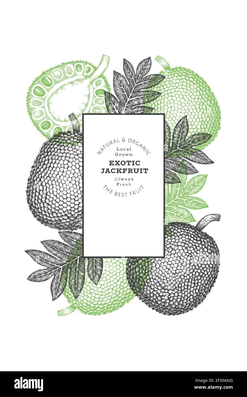 Hand drawn sketch style jackfruit banner. Organic fresh fruit vector ...