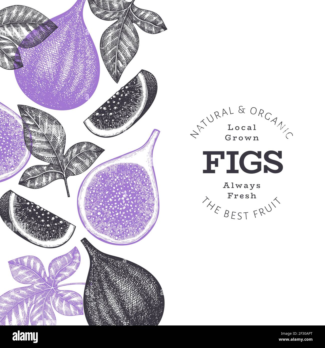 Hand drawn fig fruits design template. Organic fresh food vector ...