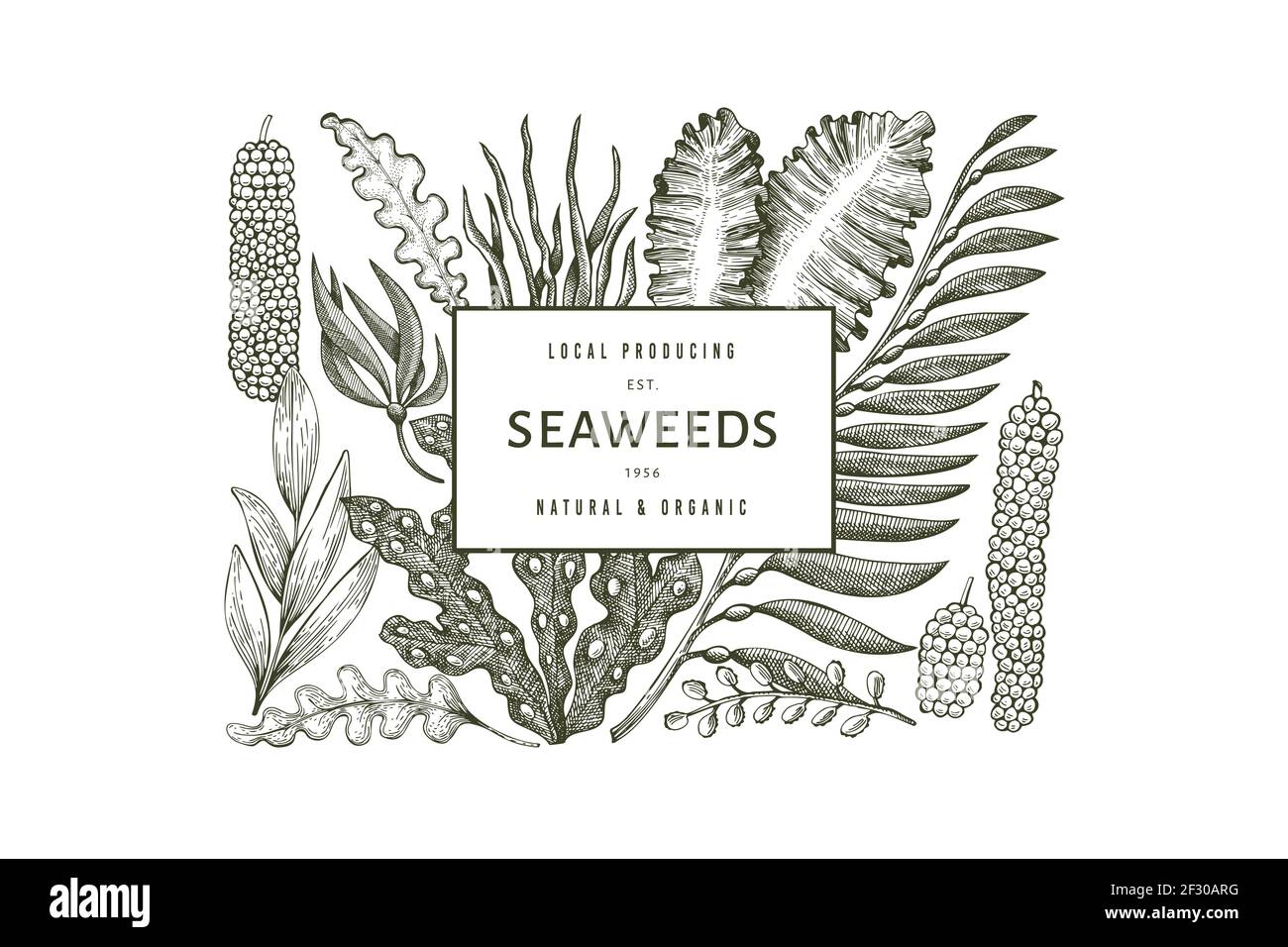 Seaweed design template. Hand drawn vector seaweeds illustration ...