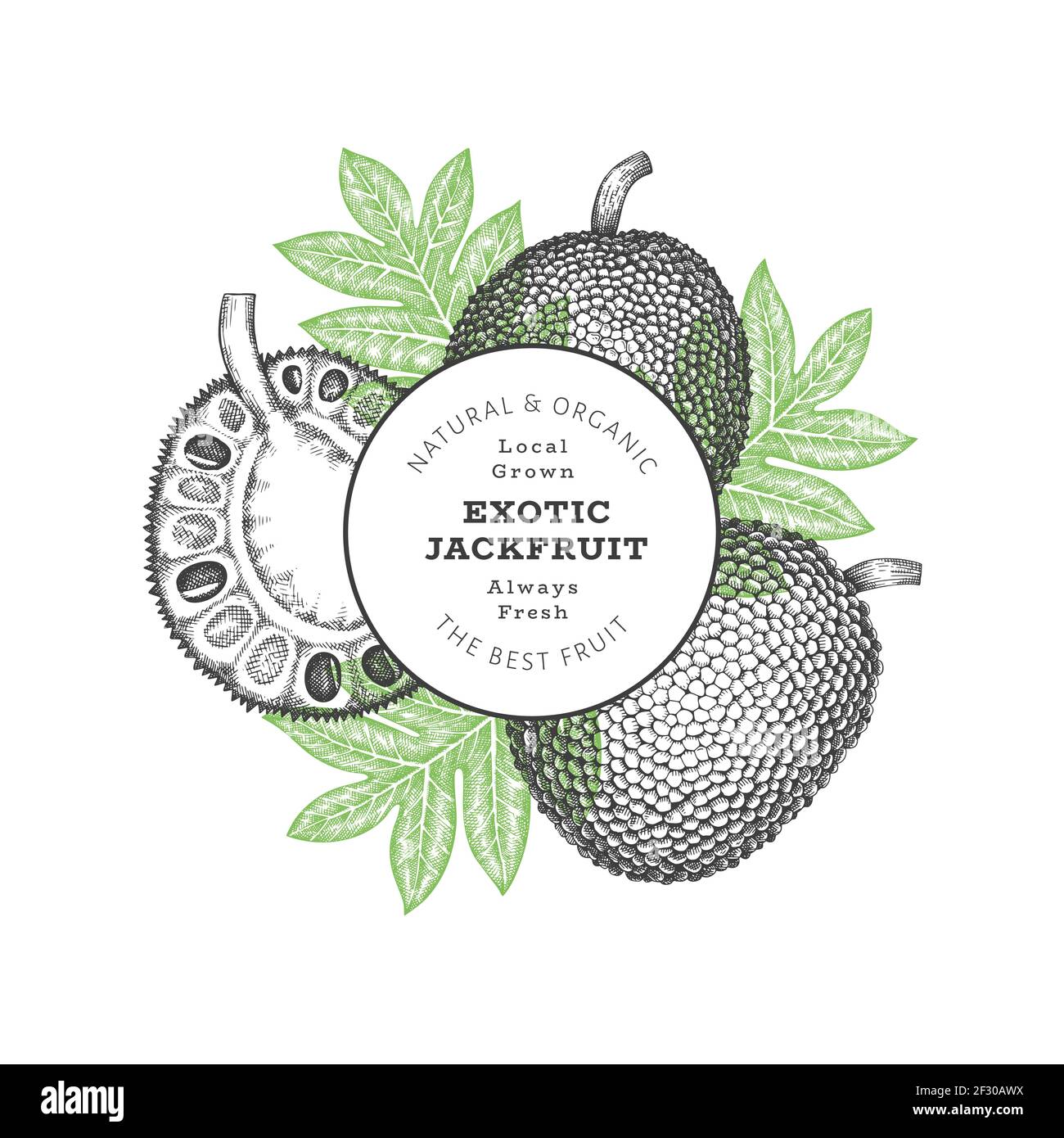 Hand drawn sketch style jackfruit banner. Organic fresh fruit vector ...