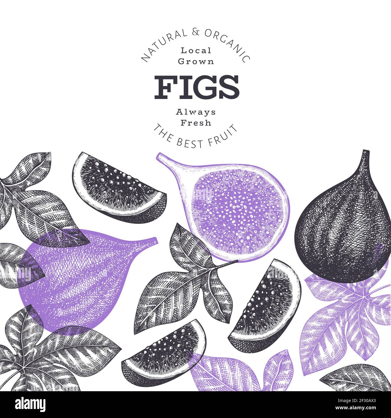 Hand drawn fig fruits design template. Organic fresh food vector ...