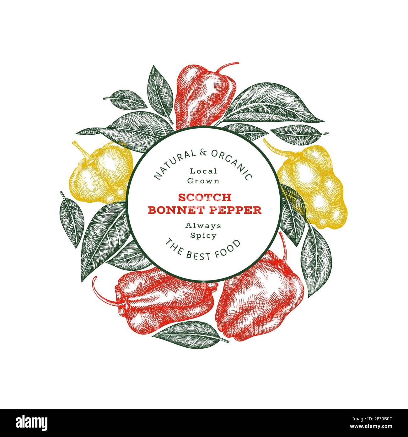 Hand drawn sketch style scotch bonnet pepper banner. Organic fresh ...