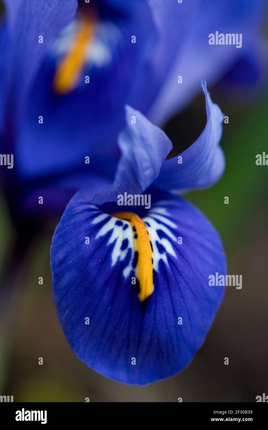 Bright blue Iris Reticulata Alida in flower in February, a dwarf ...