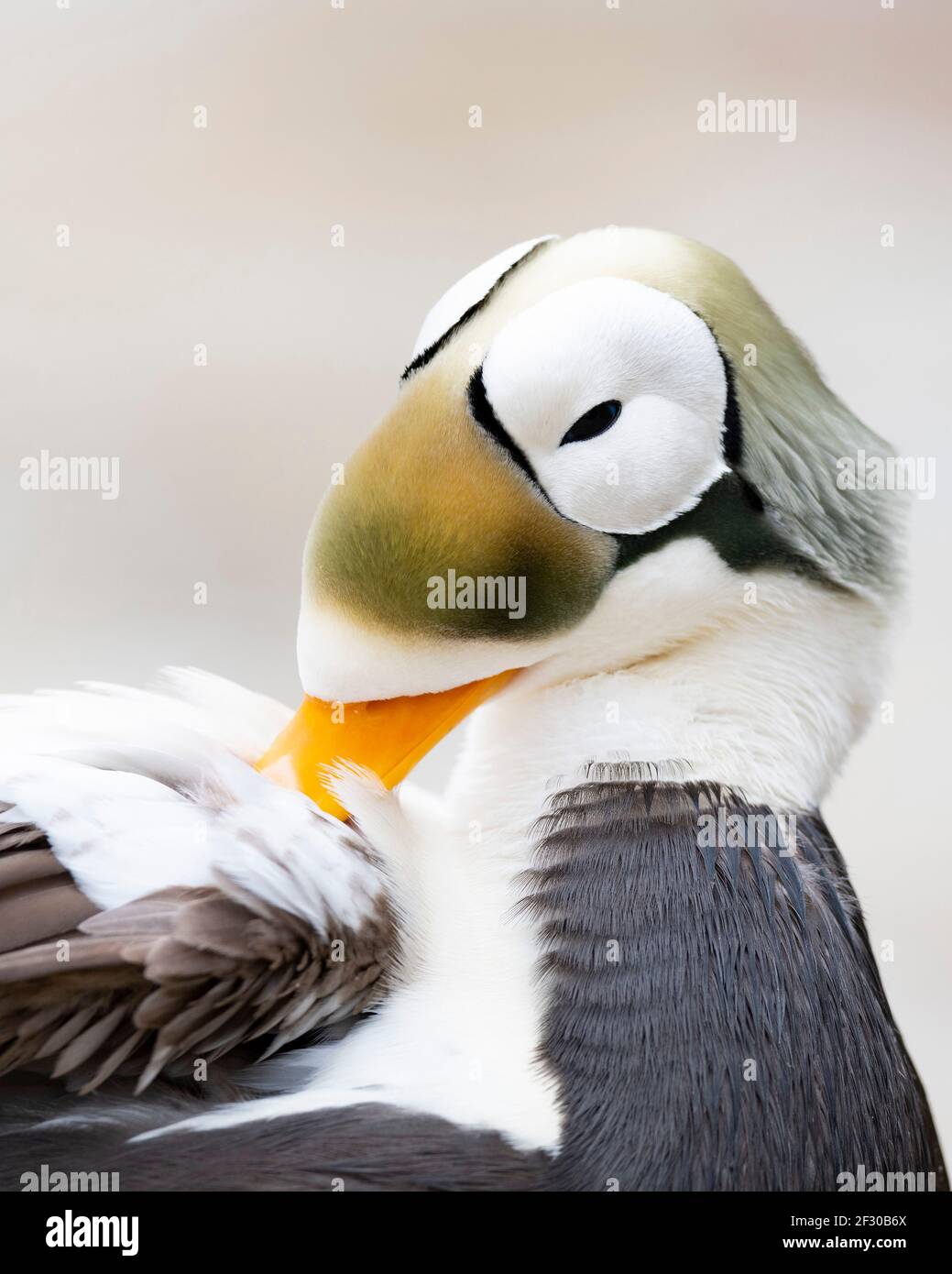 Spectacled Eiders in Alaska Stock Photo - Alamy