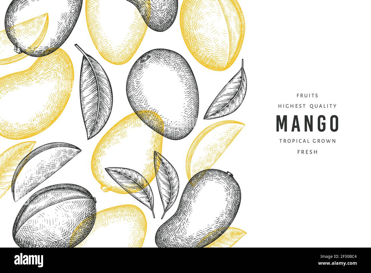 Hand drawn sketch style mango banner. Organic fresh fruit vector ...