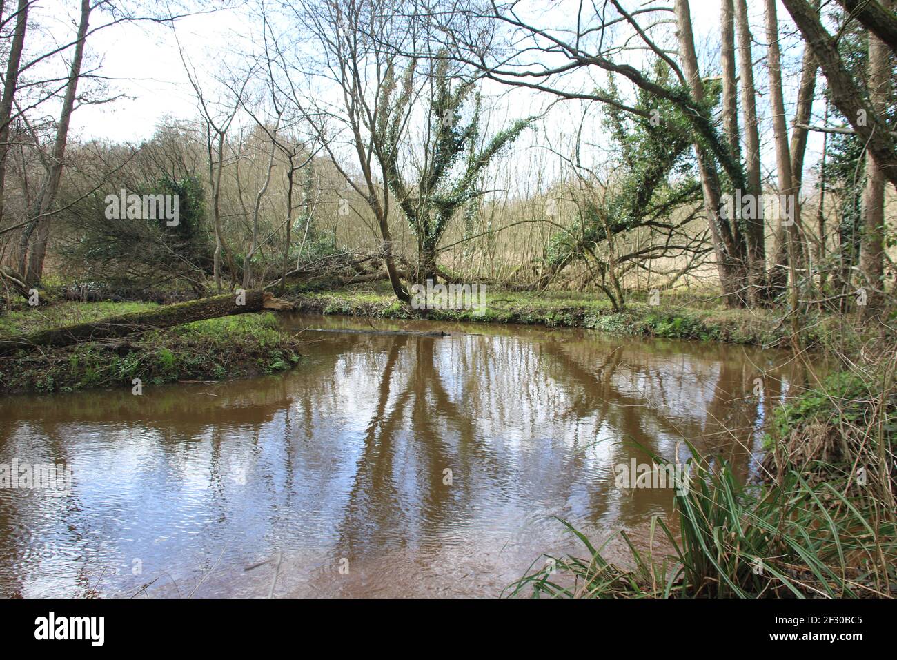 a stream running through surrey countryside Stock Photo - Alamy