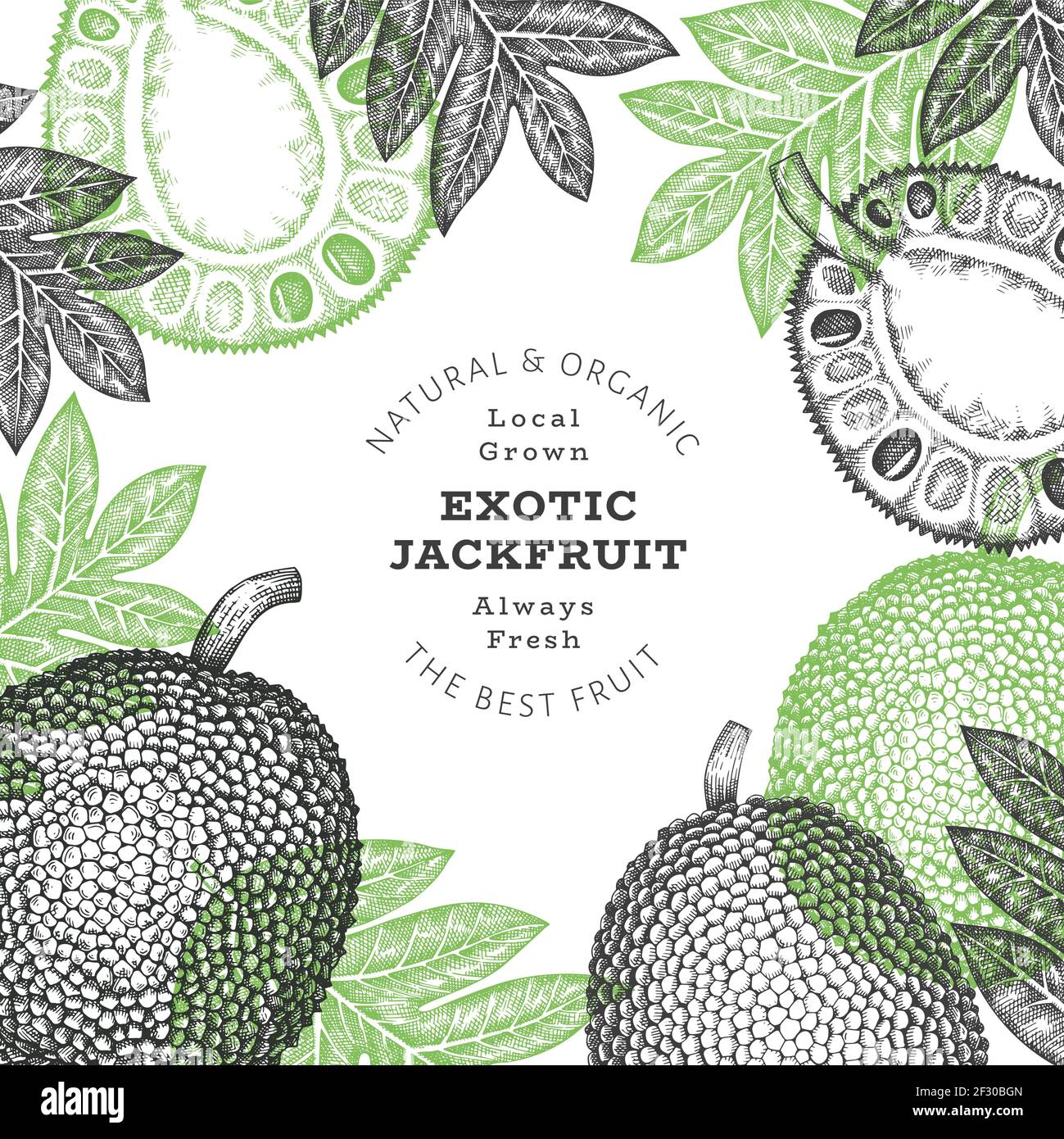 Hand drawn sketch style jackfruit banner. Organic fresh fruit vector illustration. Retro ...