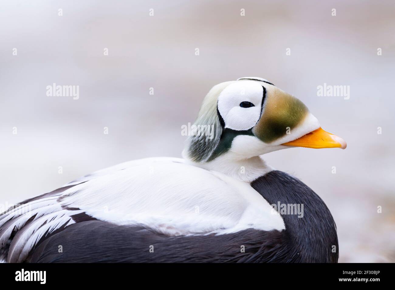 Spectacled Eiders in Alaska Stock Photo - Alamy