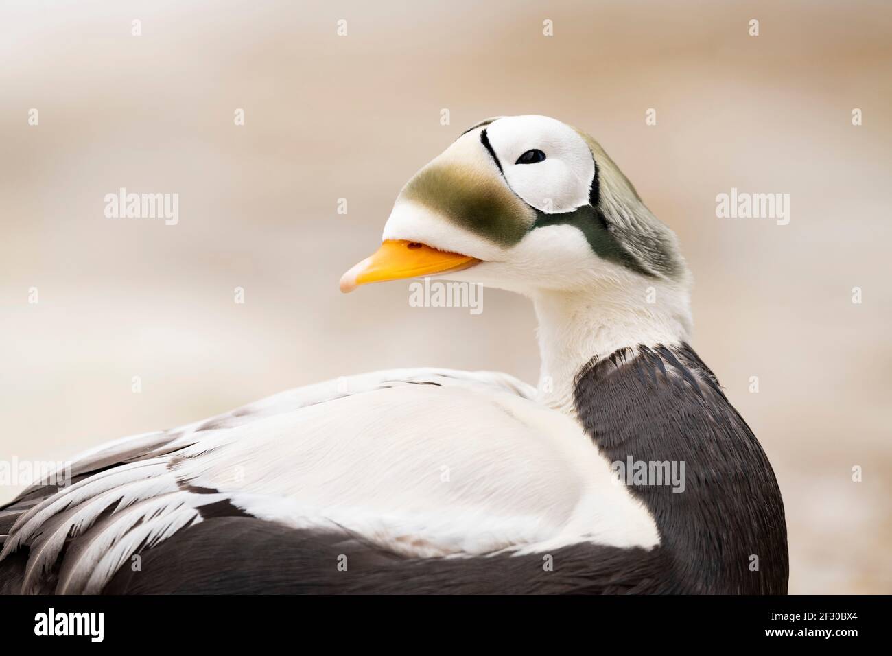 Spectacled Eiders in Alaska Stock Photo - Alamy