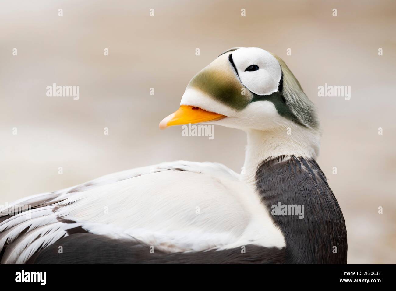 Spectacled eiders hi-res stock photography and images - Alamy