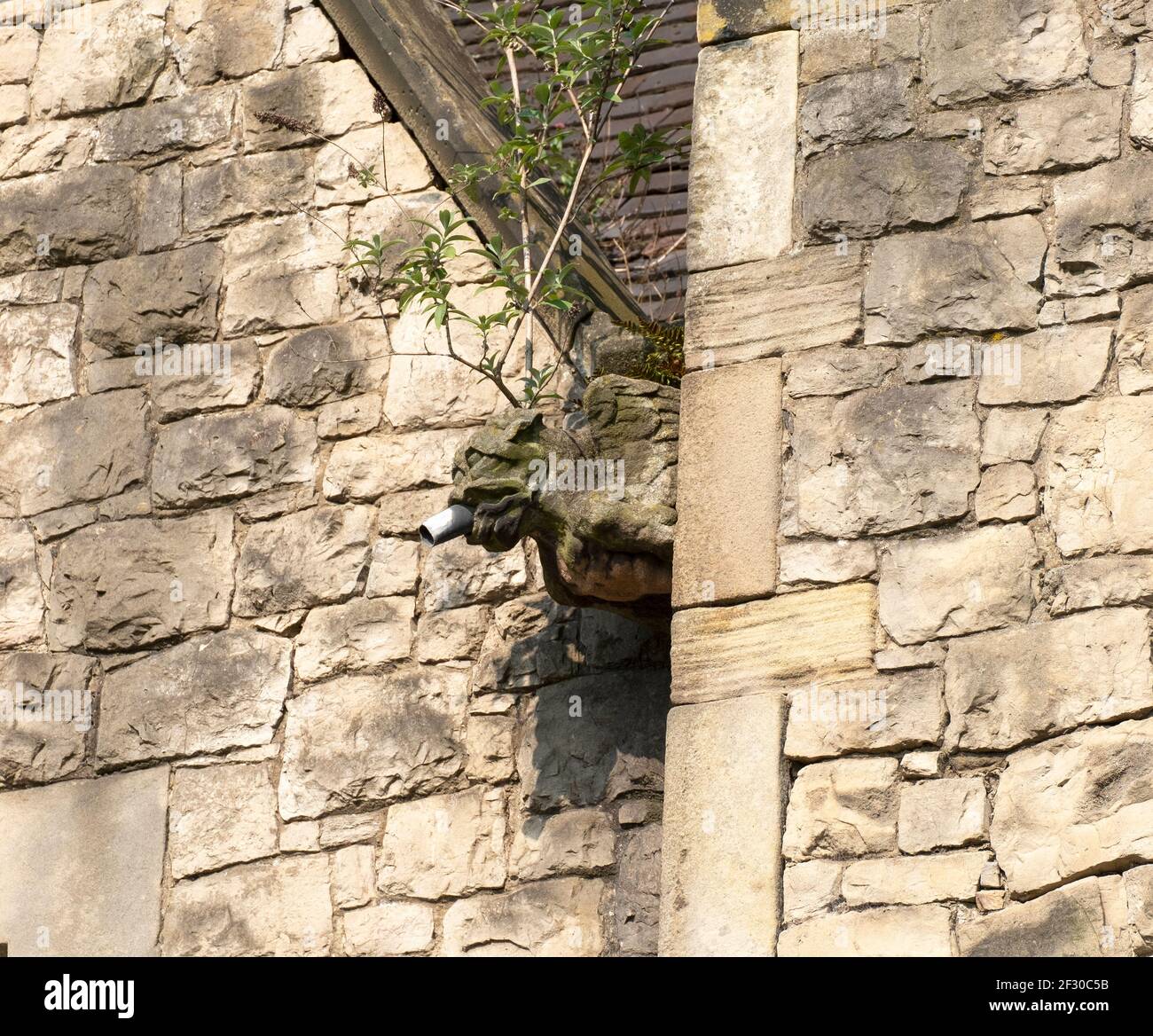 Drain pipe with a gargoyle hi-res stock photography and images - Alamy