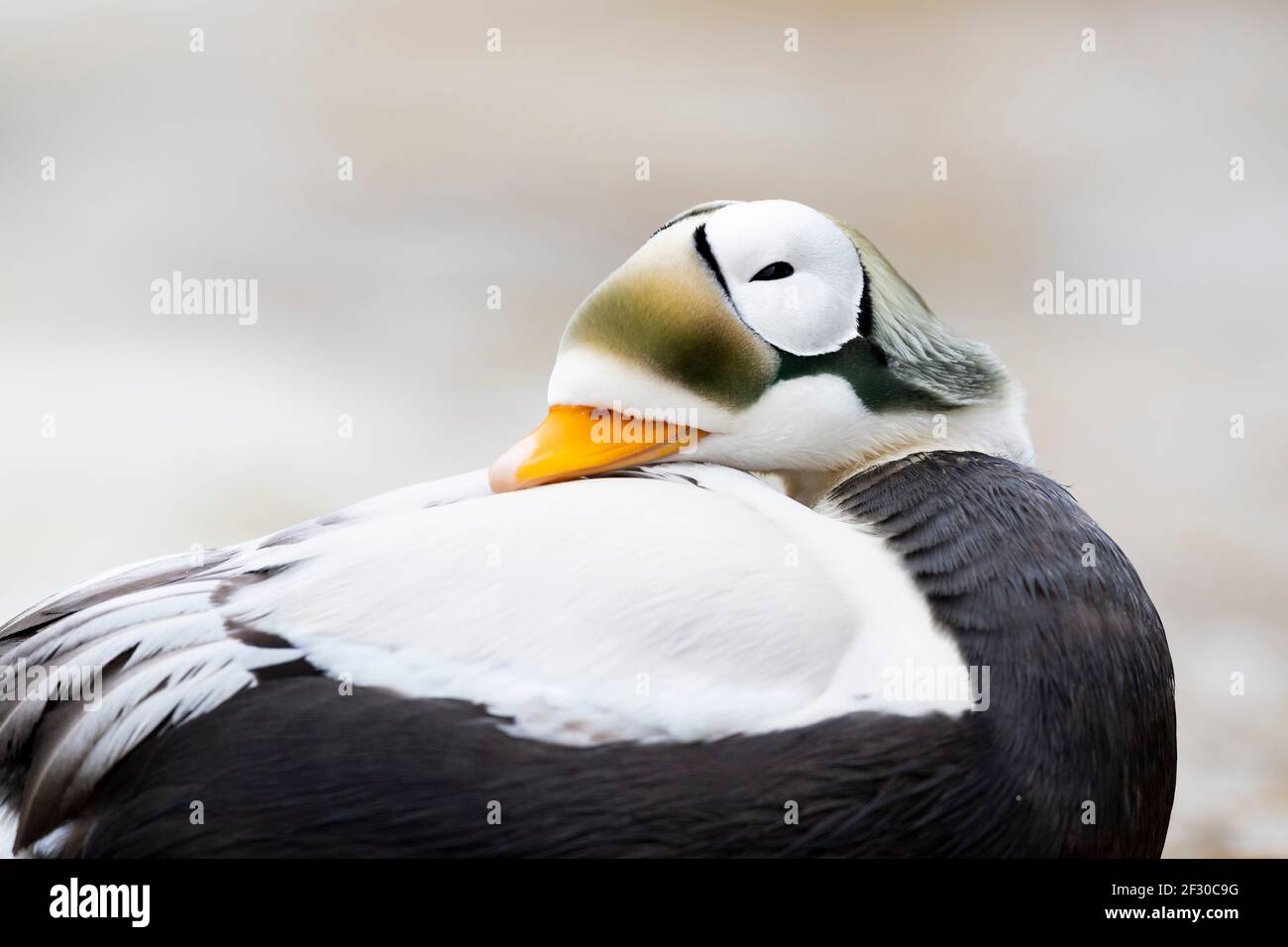 Spectacled Eiders in Alaska Stock Photo - Alamy