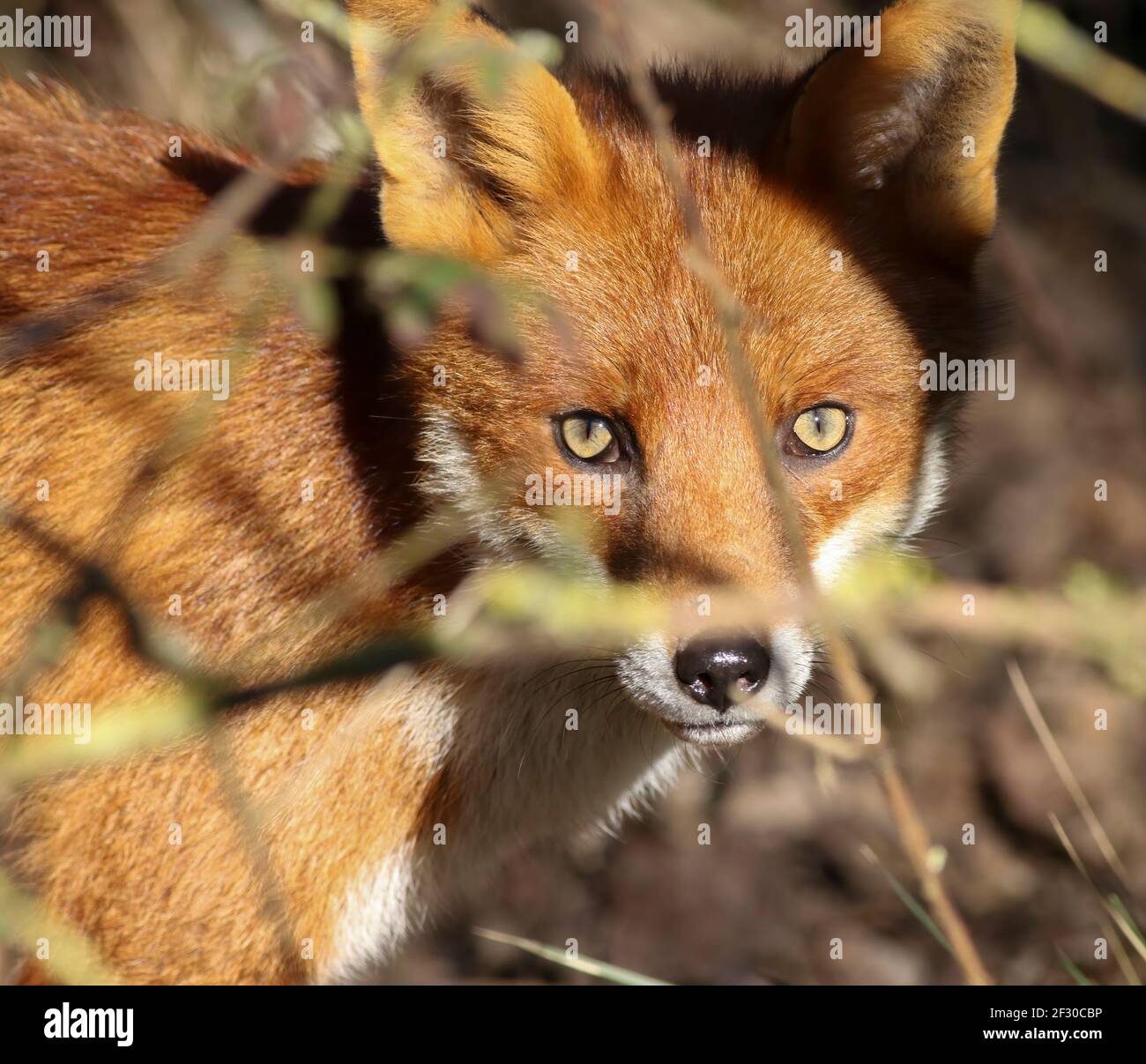 A gorgeous Fox in the woods of Pitsford Reservoir, Northamptonshire in ...