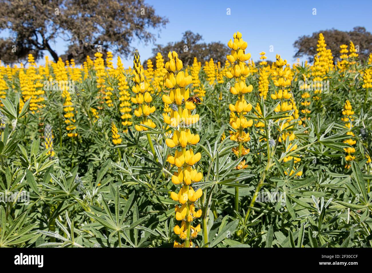 A field of yellow Lupine flowers with a honey bee (Lupinus luteus) with ...