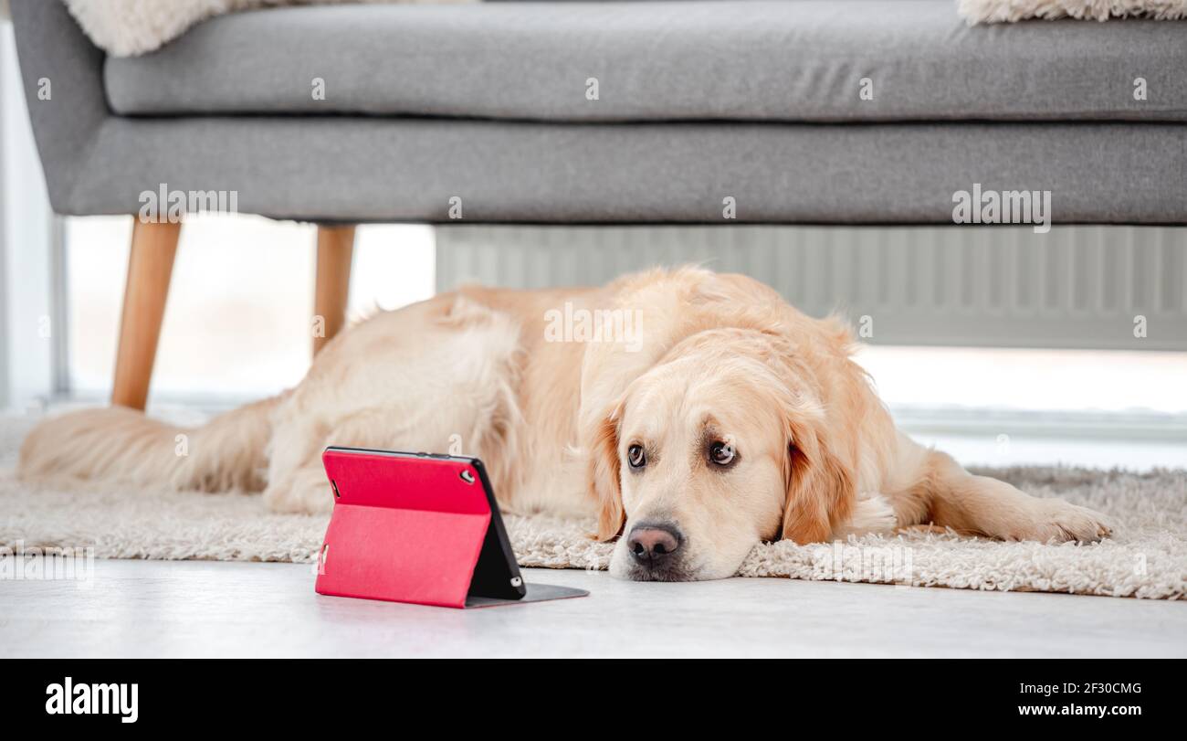 Canine technology hi-res stock photography and images - Alamy