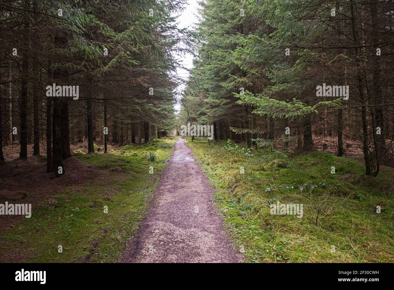 Woodland forest hi-res stock photography and images - Alamy