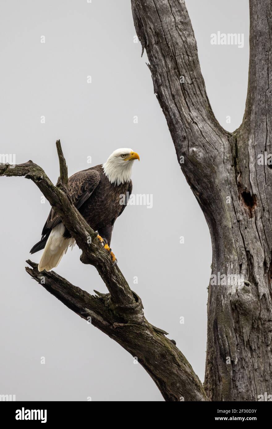 A vertical shot of a Bald eagle sitting on a tree branch Stock Photo ...