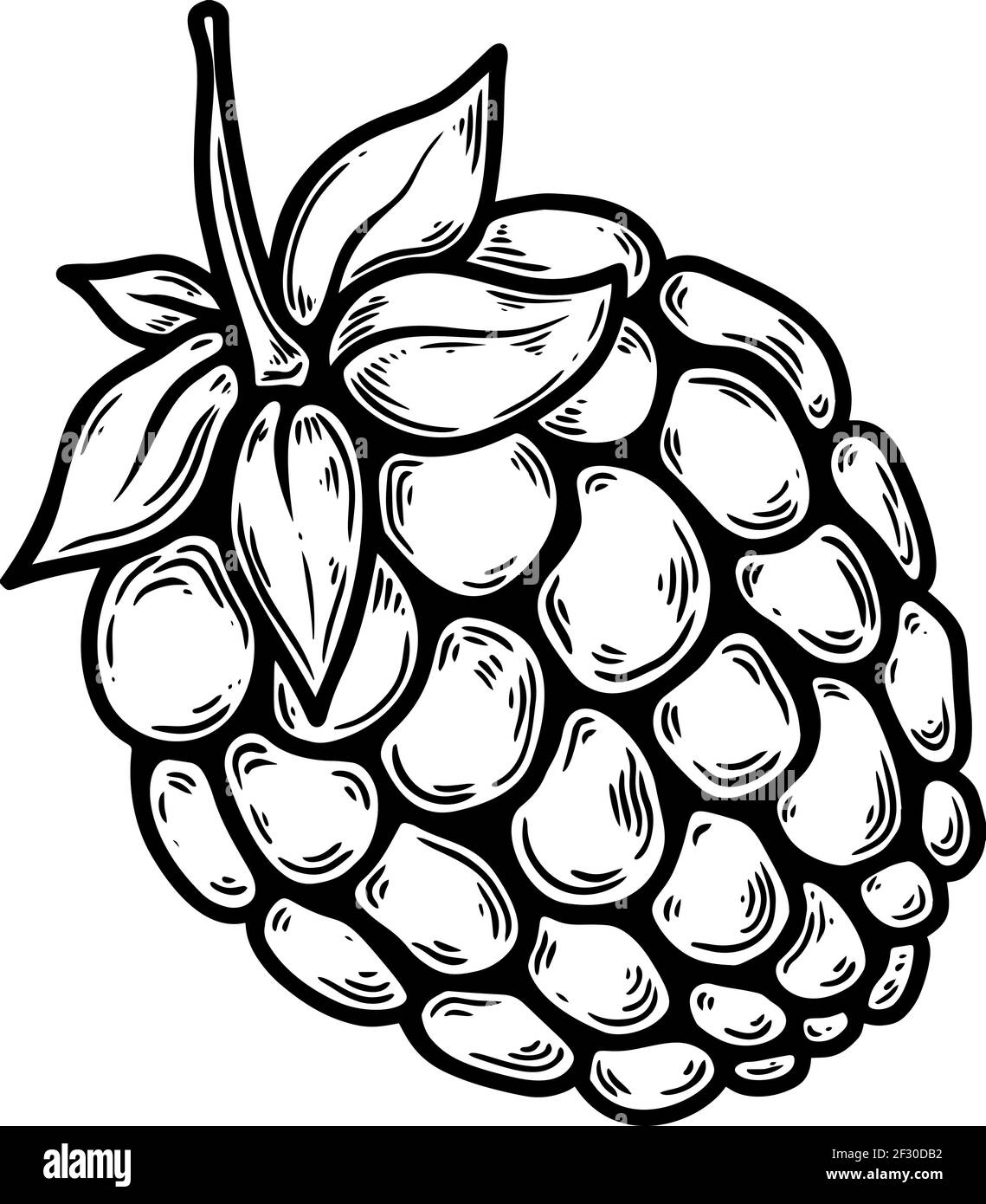 Raspberry illustration Black and White Stock Photos & Images - Alamy