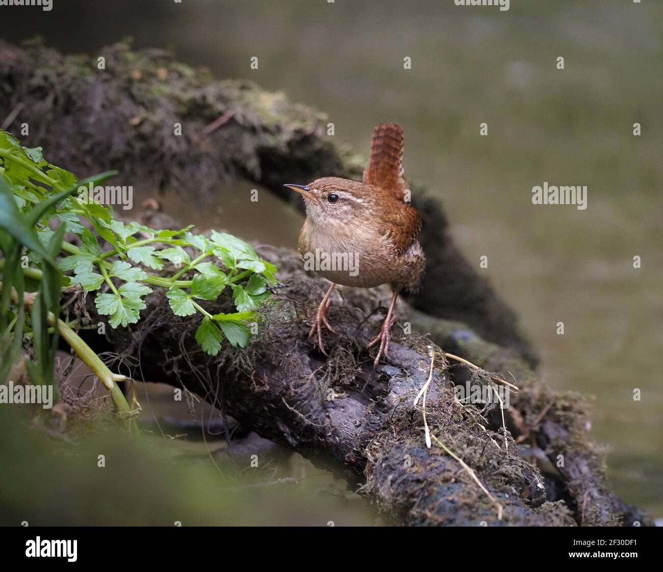 Pembrokeshire riverbank hi-res stock photography and images - Alamy