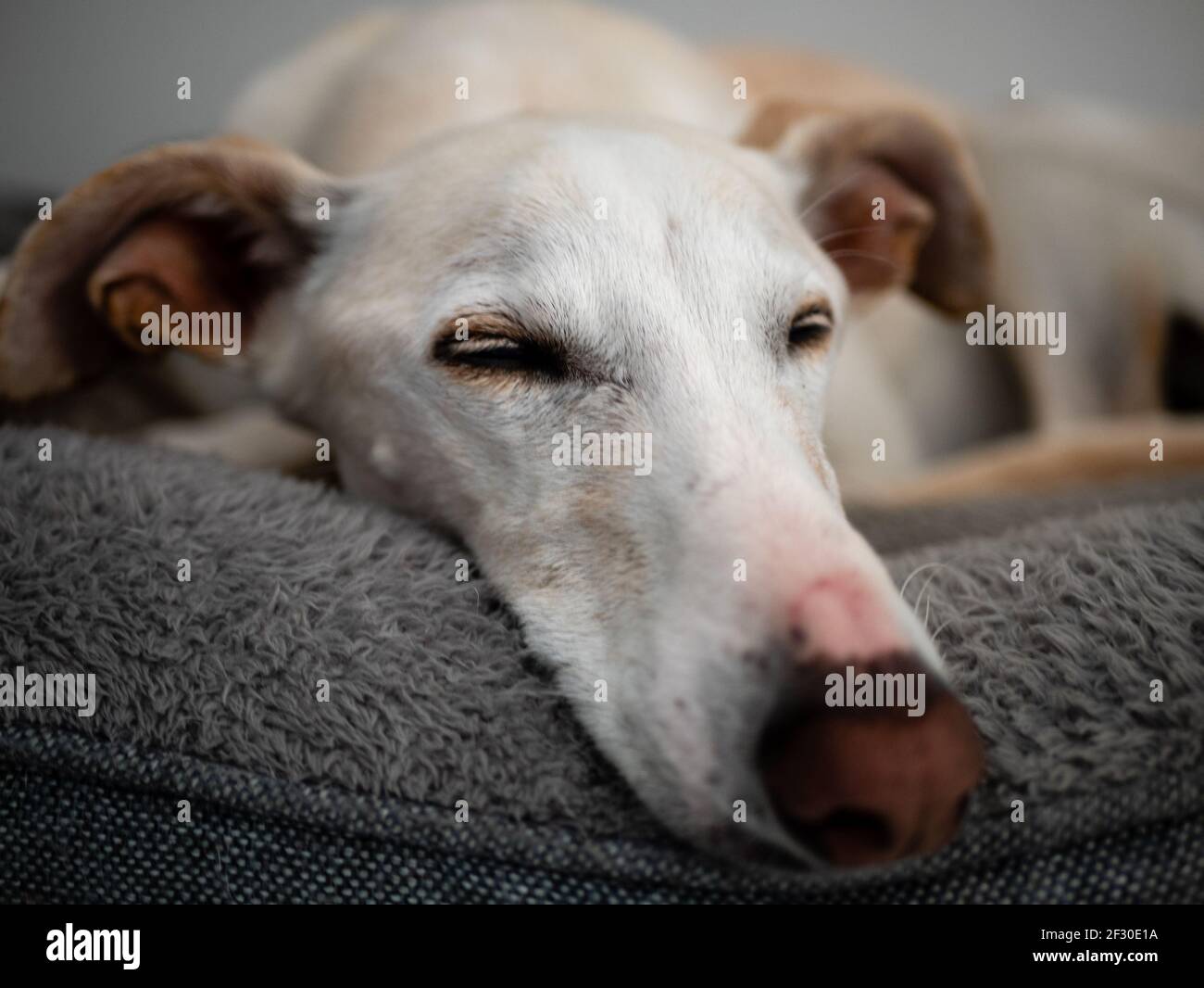 Greyhound on bed hi-res stock photography and images - Alamy