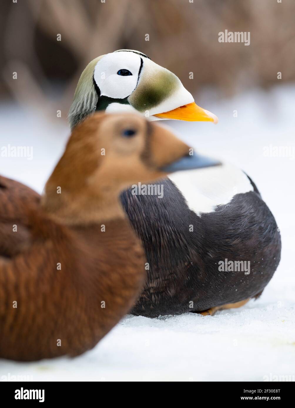 Spectacled Eiders in Alaska Stock Photo - Alamy