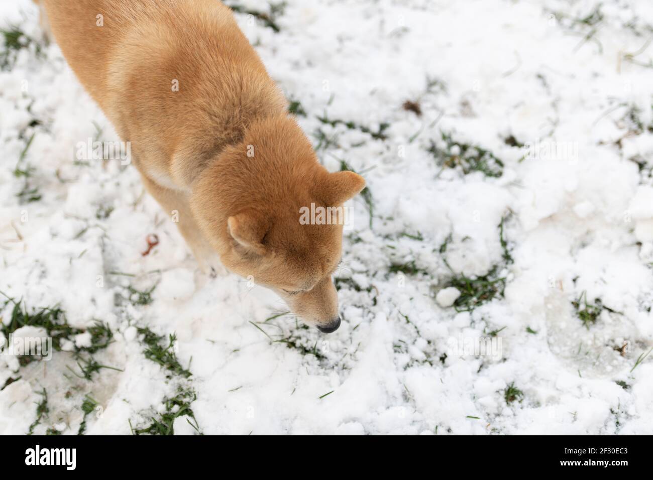 Chai dog hi-res stock photography and images - Alamy