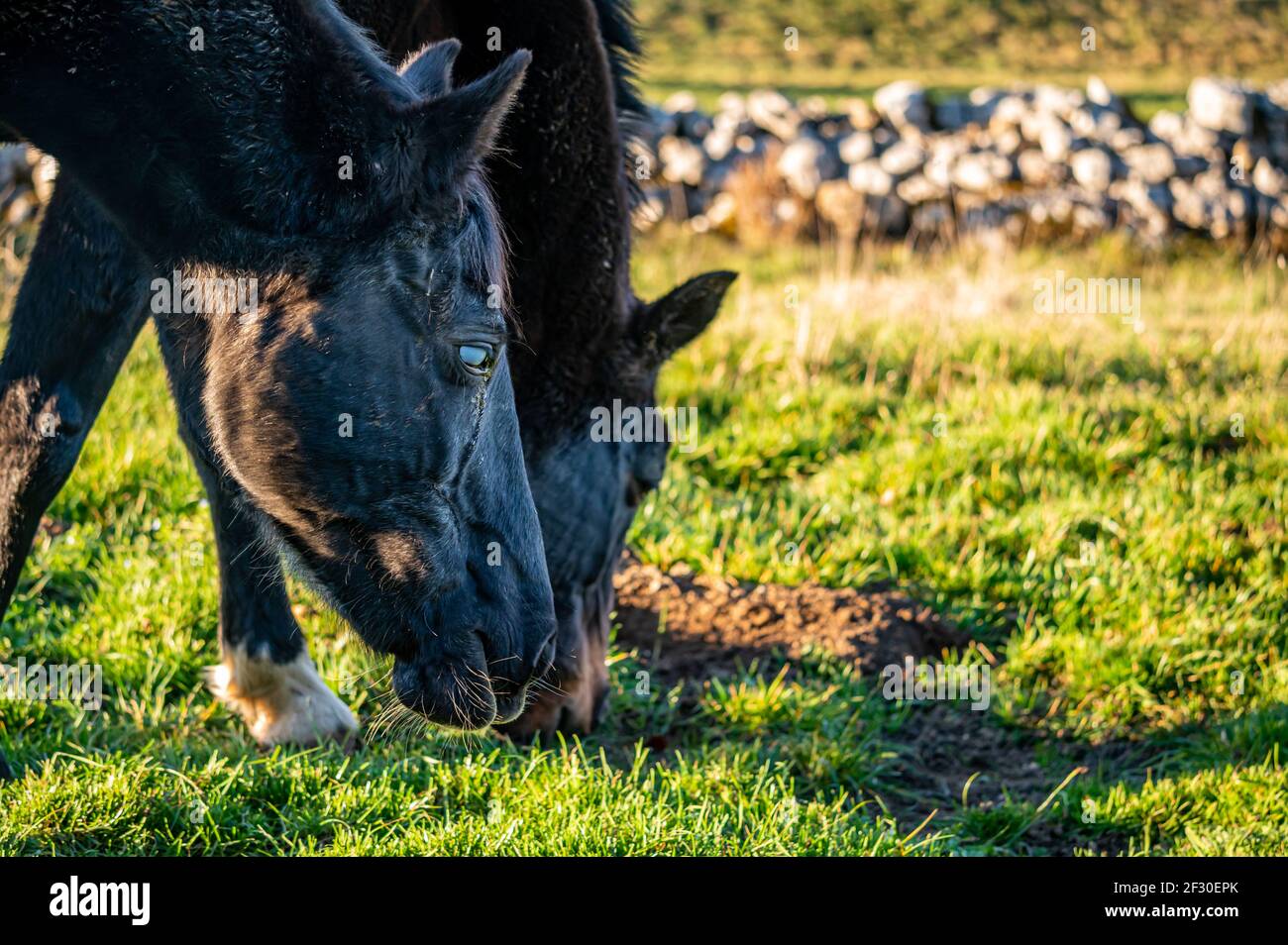 Blind horse. Eye cataract. Two horses grazing on the meadow in sunny ...
