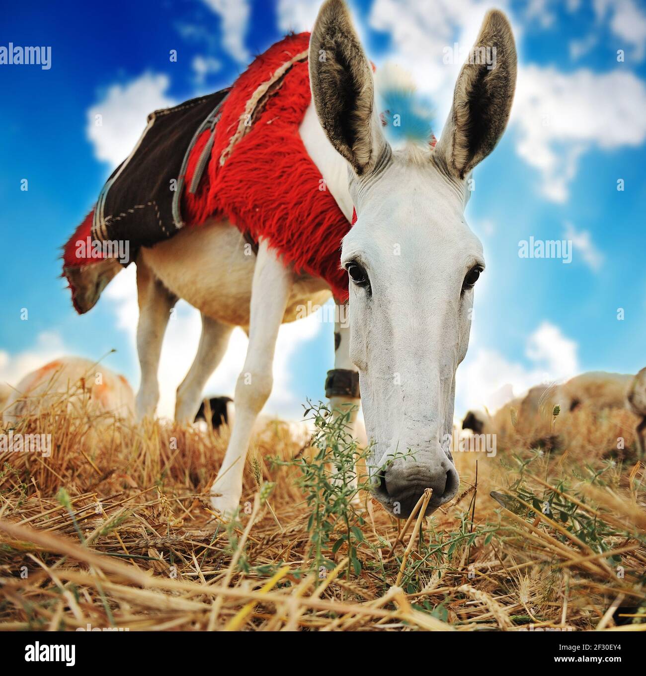 Funny farm donkey long ears hi-res stock photography and images - Alamy