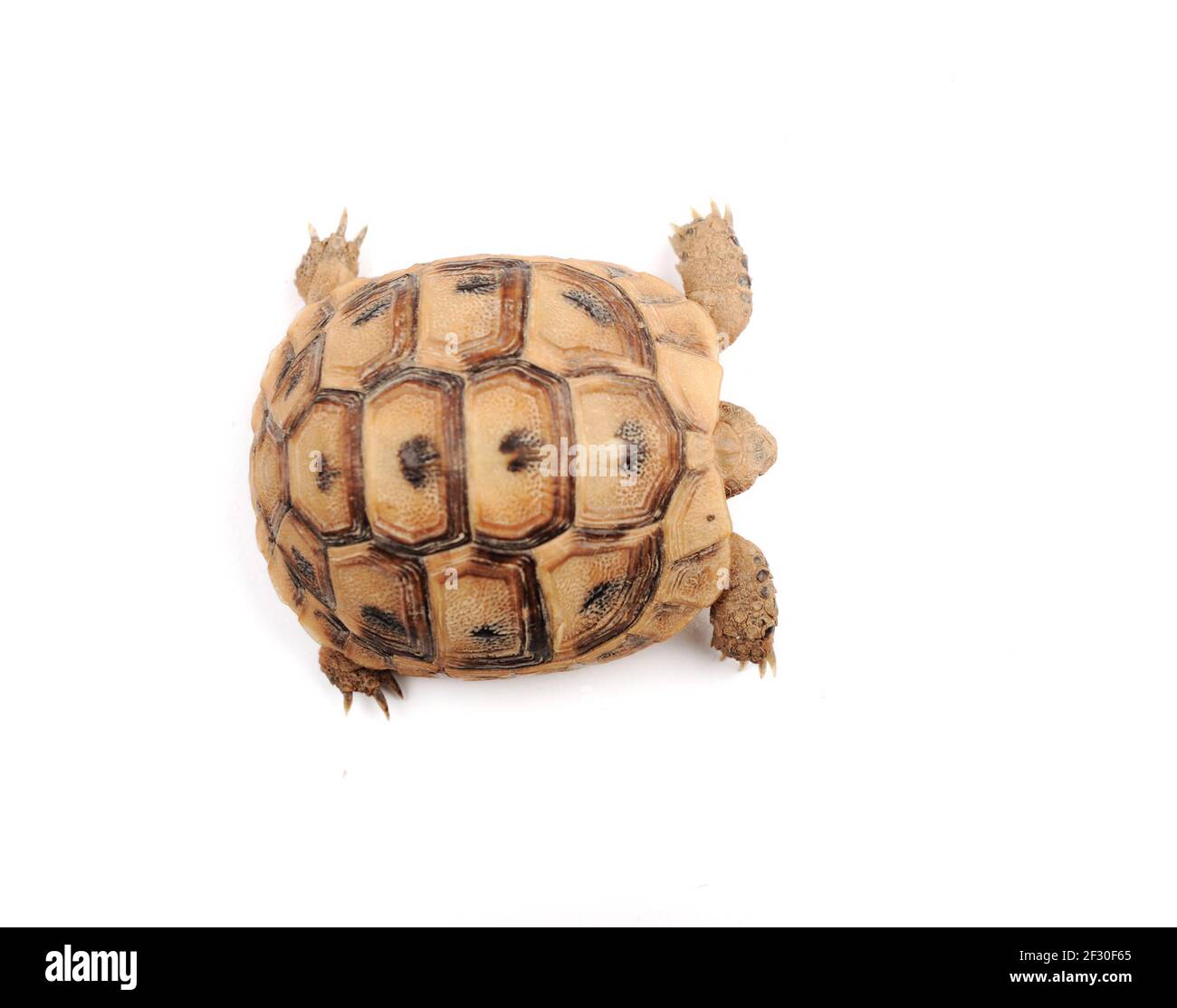 Posing turtle hi-res stock photography and images - Alamy