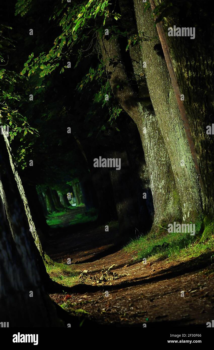 Forest way in down Stock Photo - Alamy