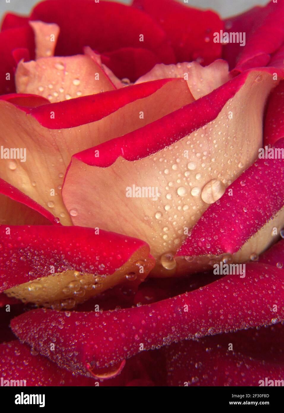 Natural red rose macro hi-res stock photography and images - Alamy