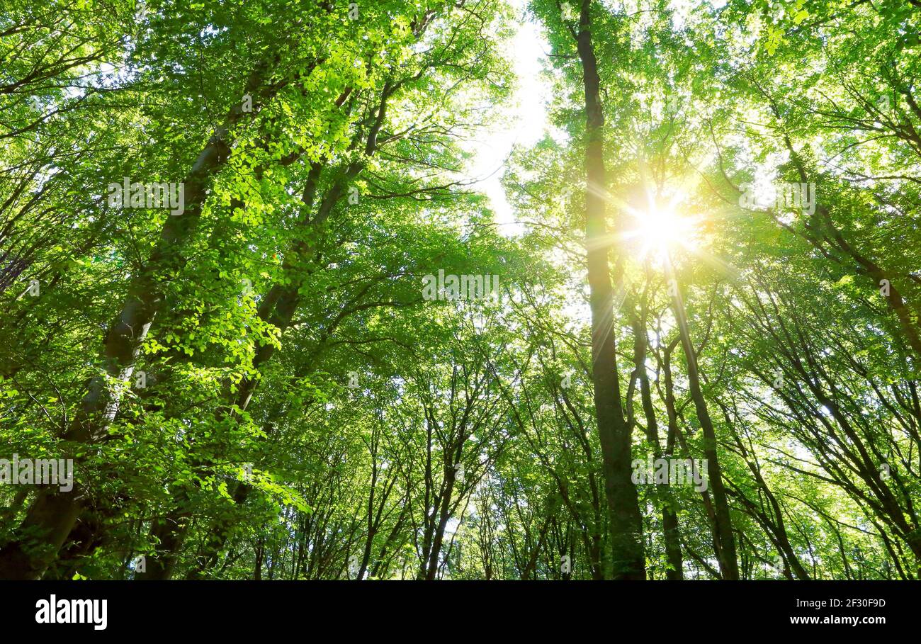 Colorful treetops hi-res stock photography and images - Alamy