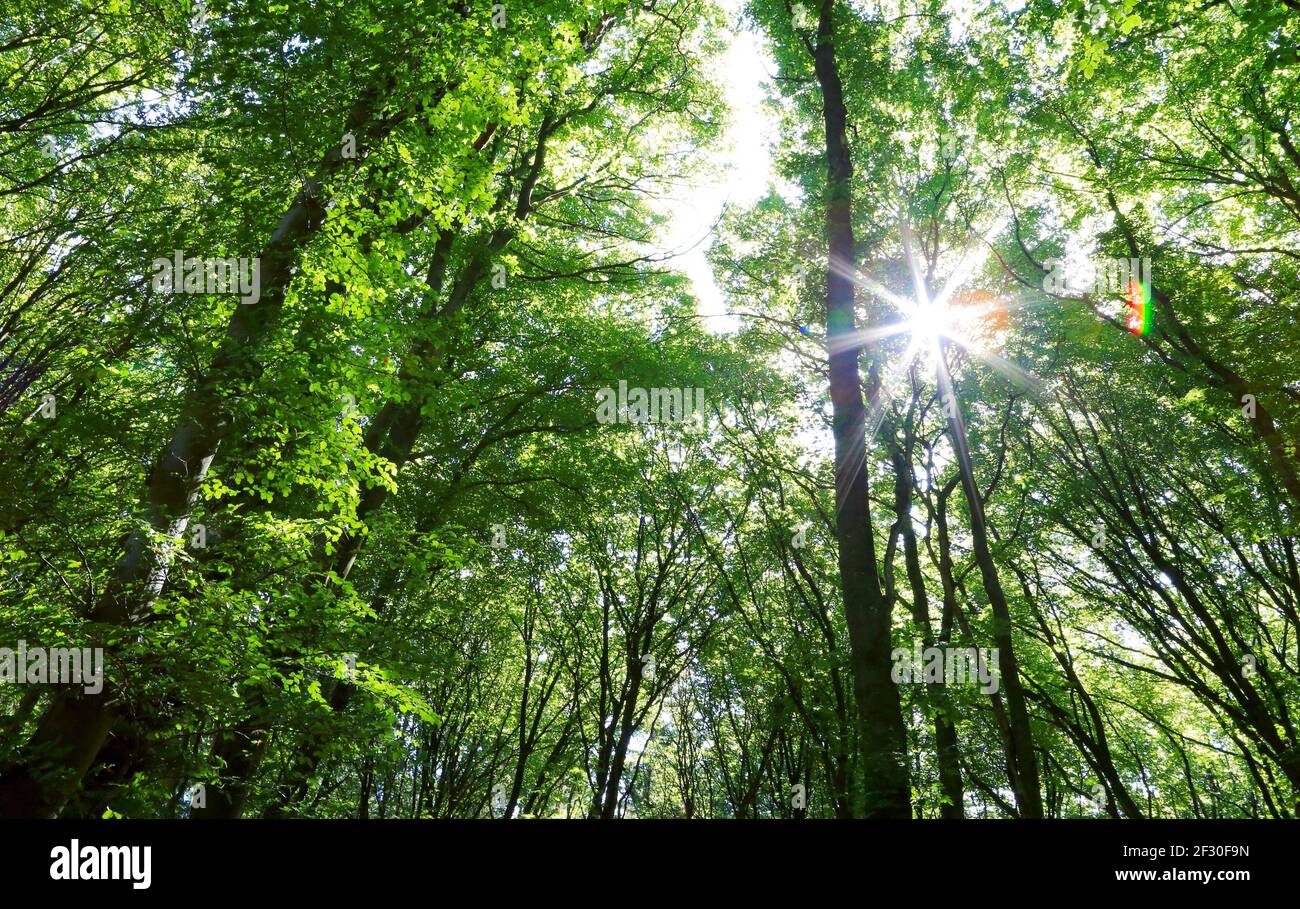 Colorful treetops hi-res stock photography and images - Alamy