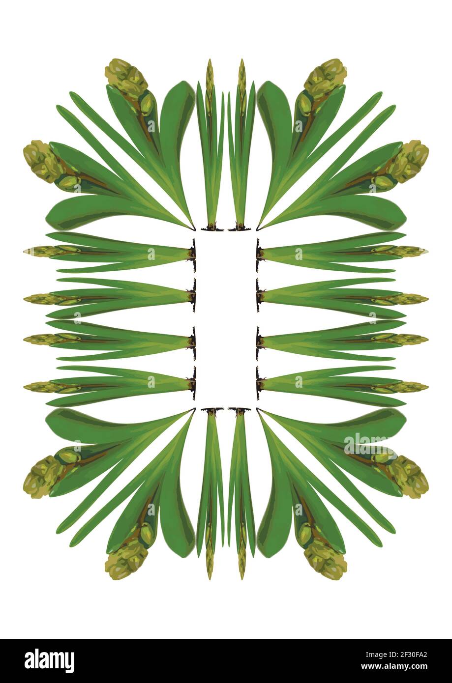 Spring. They cursed from the bulbs of hyacinth. Frame on a vertical ...